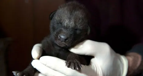 Baby Maned Wolf