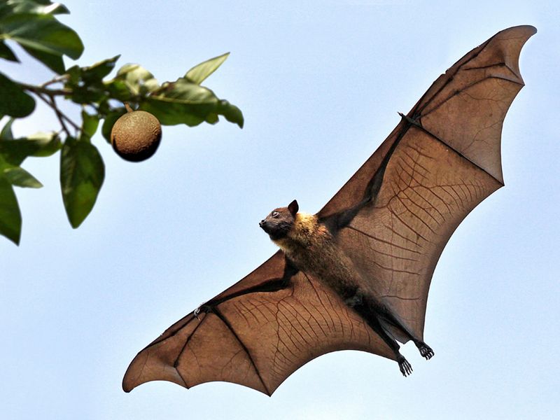 The photograph taken in the morning. It is a rare that a flying fox ...
