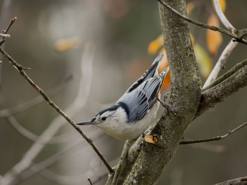 White-breasted Nuthatch | Smithsonian Photo Contest | Smithsonian Magazine