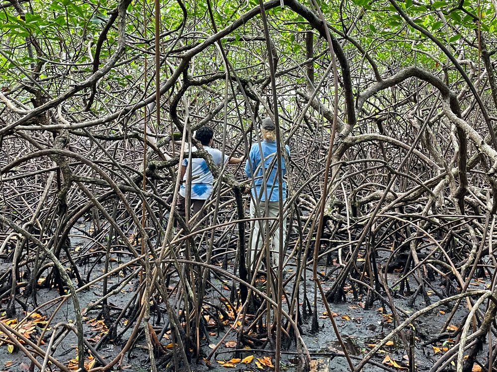 NASA Is Studying Tropical Ecosystems by Linking the Ground, Air and ...