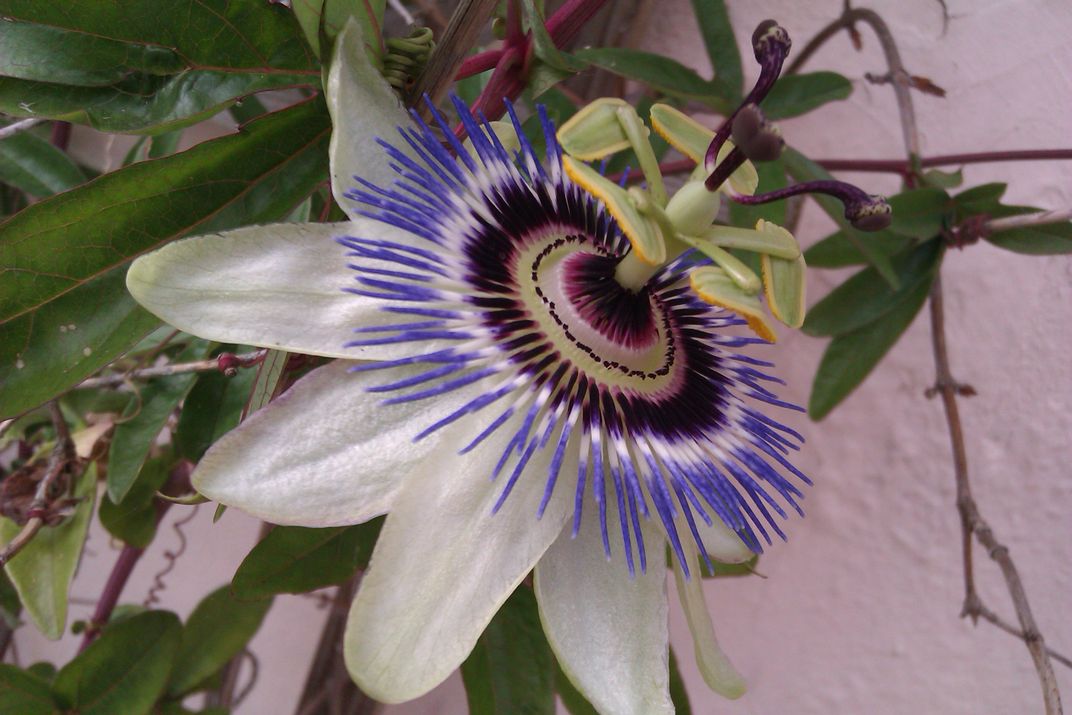 Exotic flower | Smithsonian Photo Contest | Smithsonian Magazine