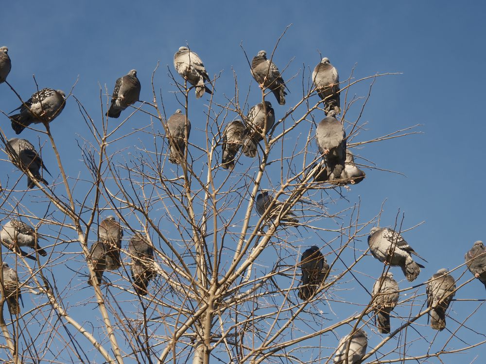 Pigeons gathering on a leafless tree under a clear blue sky ...