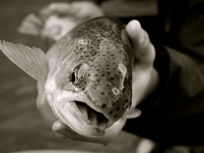 Steelhead trout | Smithsonian Photo Contest | Smithsonian Magazine