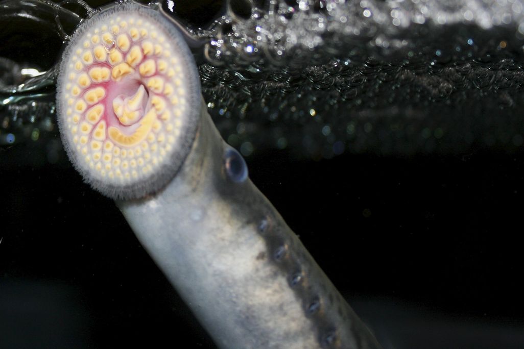 are lampreys extinct