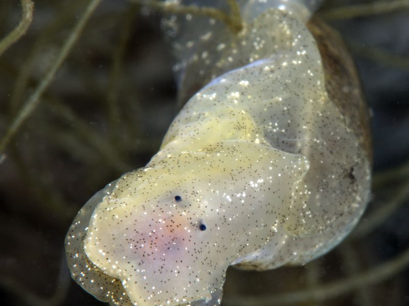 A specimen of the Cephalaspidea mollusc Haminoea japonica while mooving ...