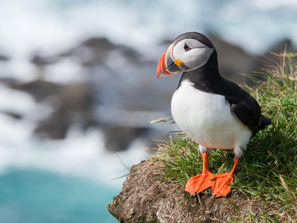 In a First, Scientists Film a Puffin Scratching Itself With a Stick