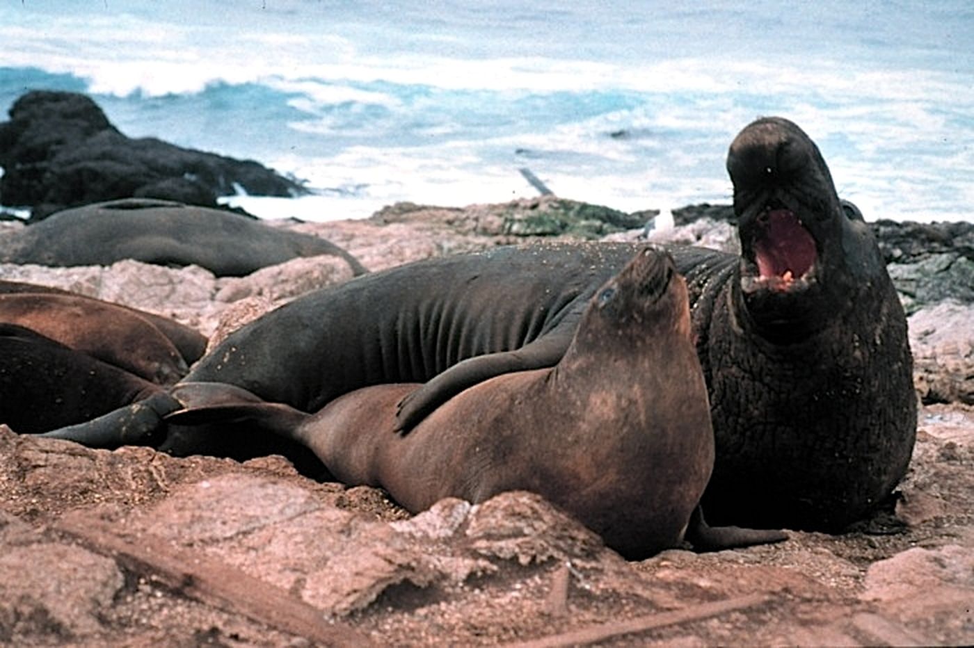 Elephant Seals, the Champion Divers of the Deep