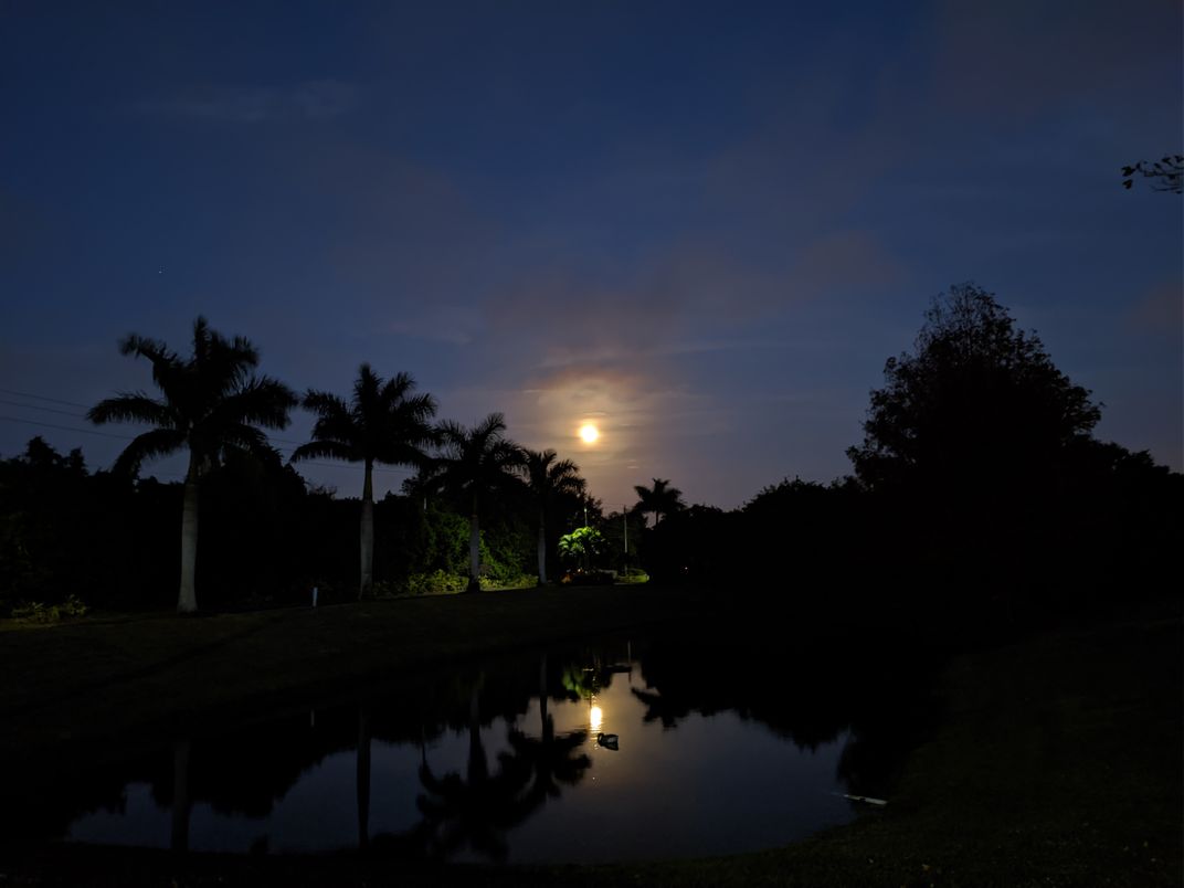 Duck enjoying the moon view | Smithsonian Photo Contest | Smithsonian ...