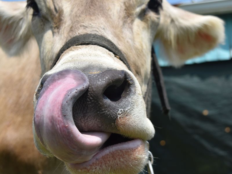 Kiss the cow | Smithsonian Photo Contest | Smithsonian Magazine