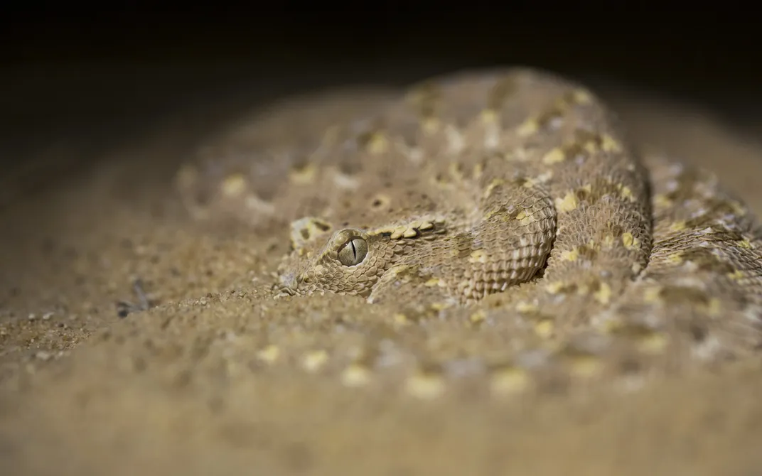 Night critter | Smithsonian Photo Contest | Smithsonian Magazine