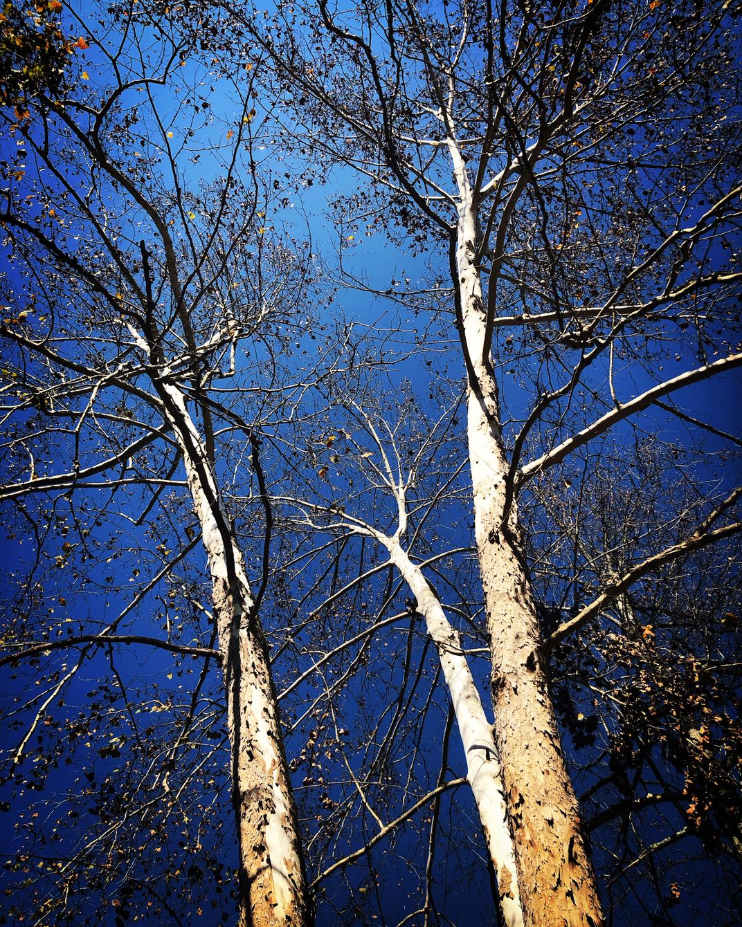 Tall Georgia Trees | Smithsonian Photo Contest | Smithsonian Magazine