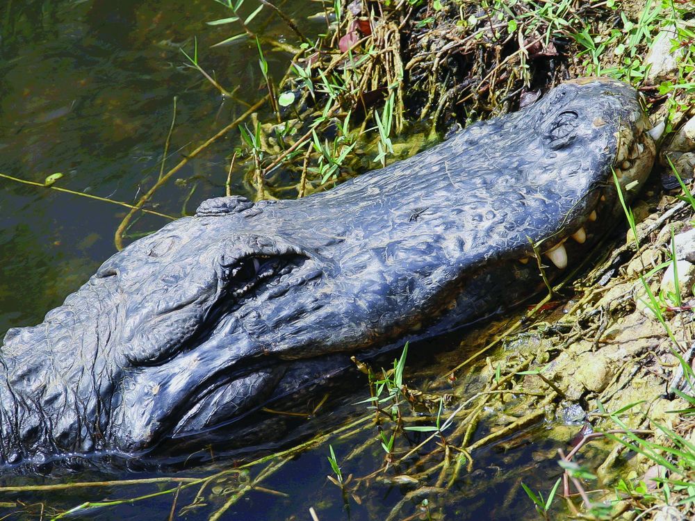 Alligator Smiling At Me On A Trip Thru "Alligator Alley" In Florida ...