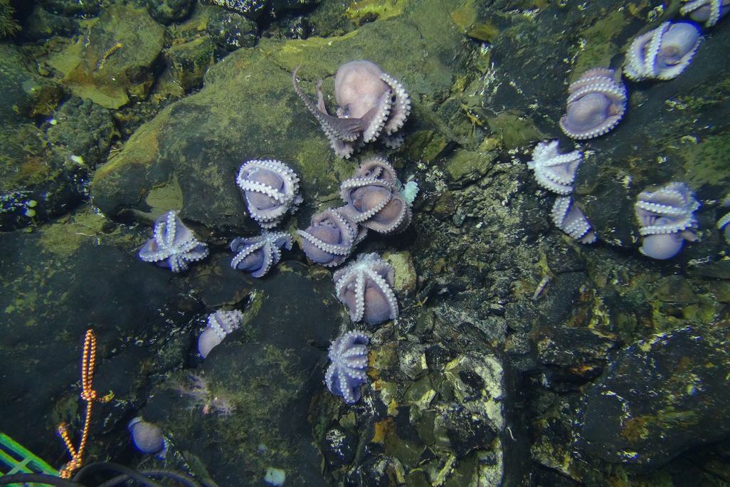 small purple octopus