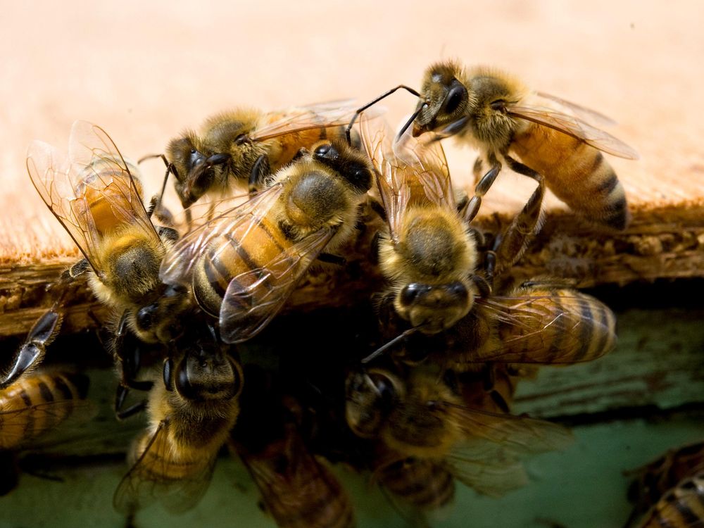 How a Stinging Swarm of Bees Can Save a Life
