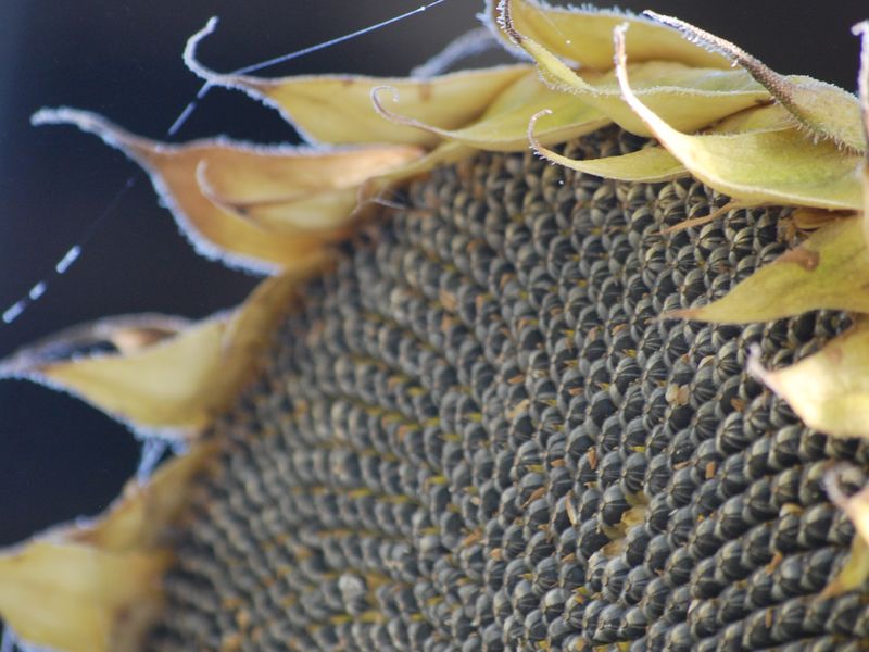 A frozen sunflower in the Cariboo Region | Smithsonian Photo Contest ...