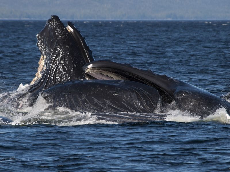 Two bubble-net feeding humpback whales lie at the sea surface ...
