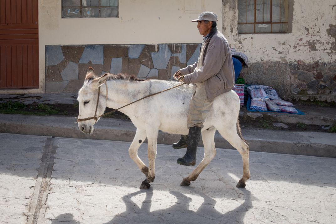 Back Seat Burro | Smithsonian Photo Contest | Smithsonian Magazine