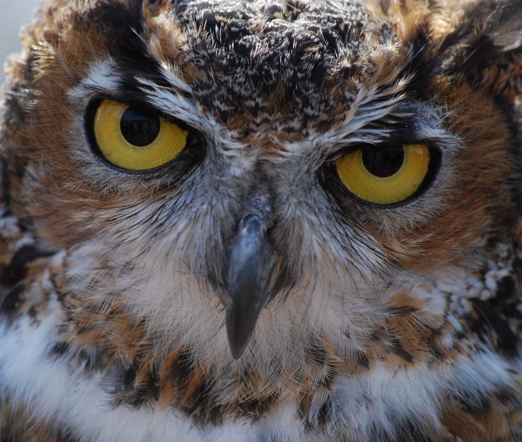 Bird of Prey | Smithsonian Photo Contest | Smithsonian Magazine