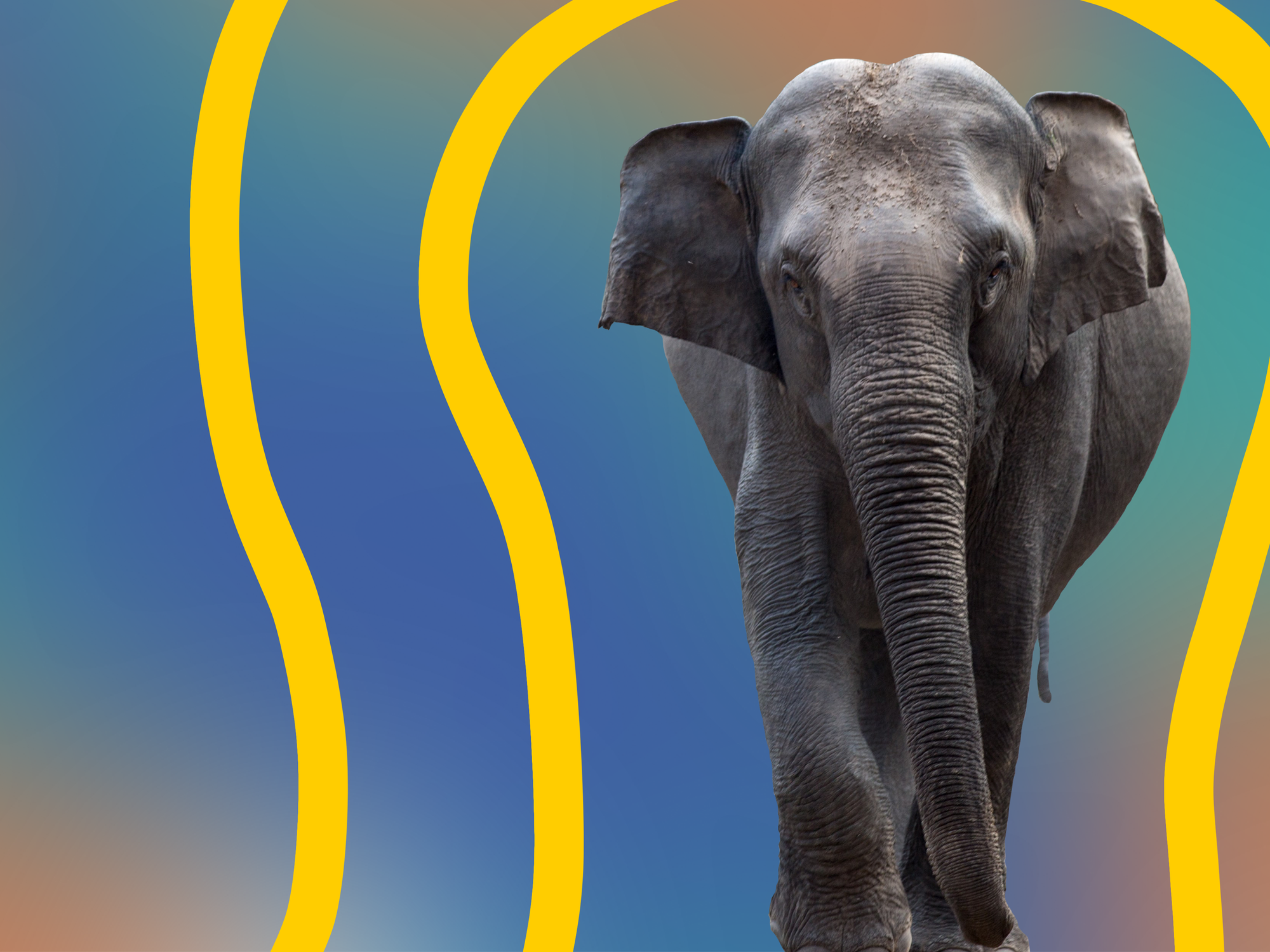Elephant Crossings and Wildlife Comedy in This Week's Earth Optimism ...