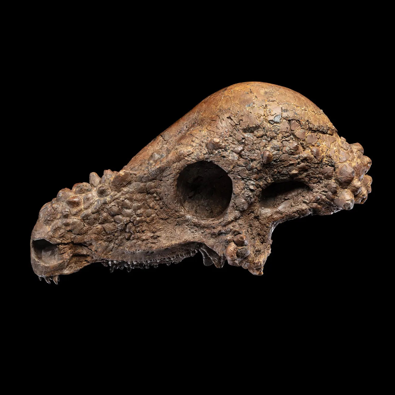 dinohyus skull