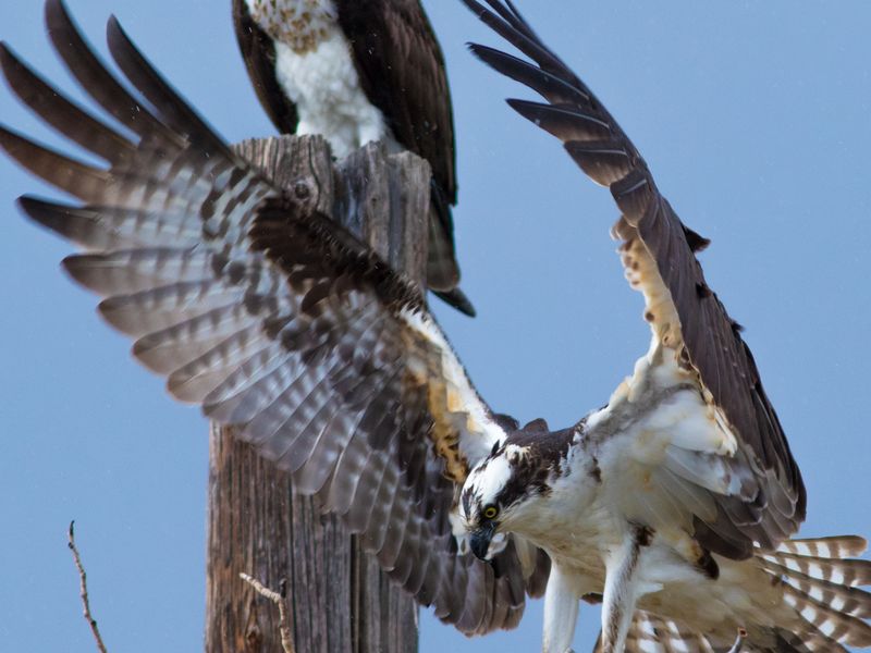 Ospreys nesting | Smithsonian Photo Contest | Smithsonian Magazine