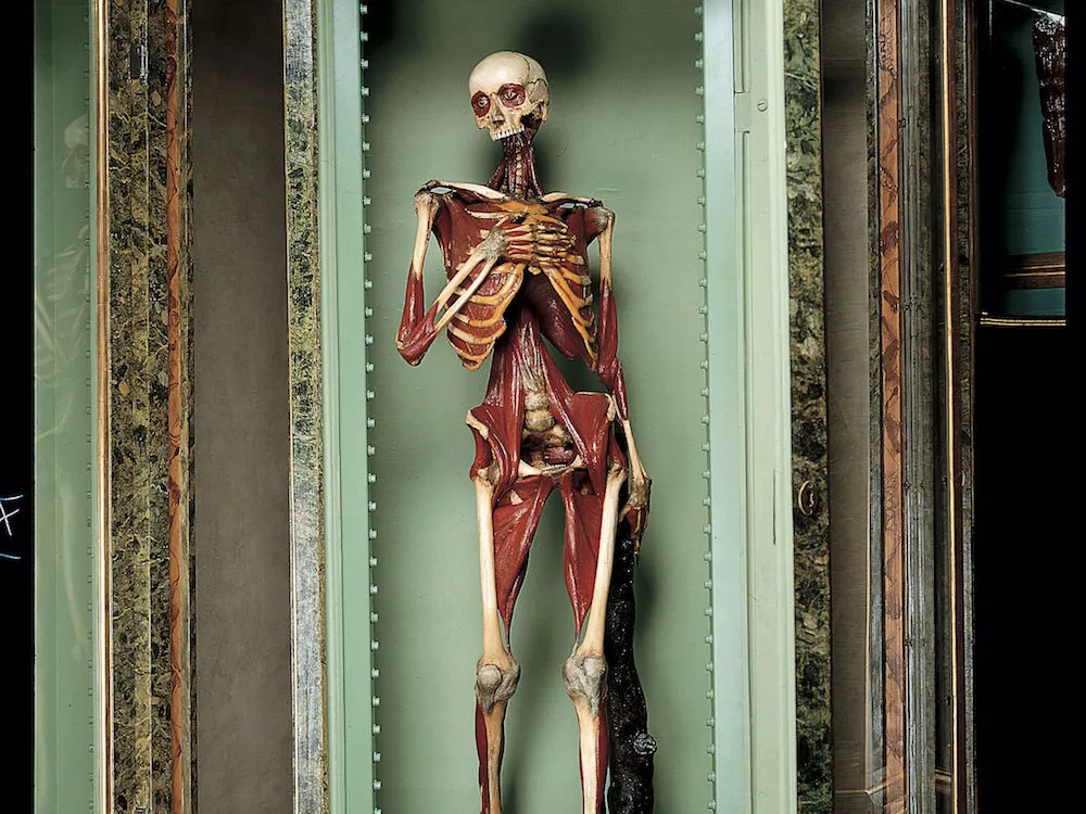 human dissection channel 4