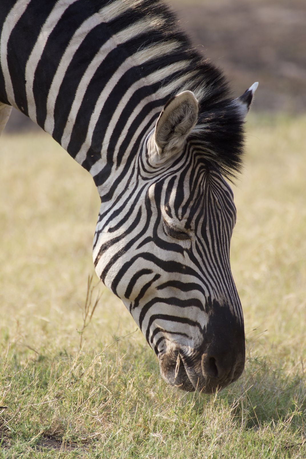Zebra in the Wildlife | Smithsonian Photo Contest | Smithsonian Magazine
