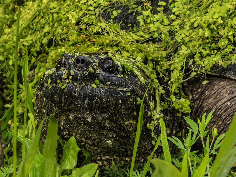 Snapping Turtle emerging from a pond. | Smithsonian Photo Contest ...