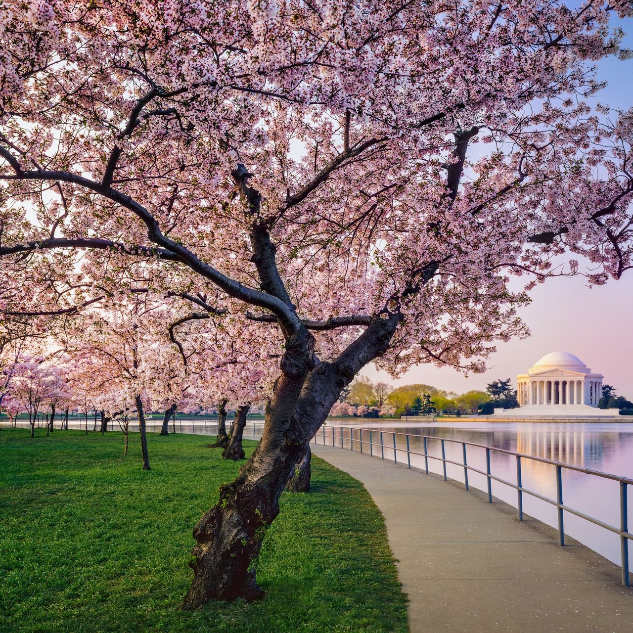 cherry tree clatterbridge