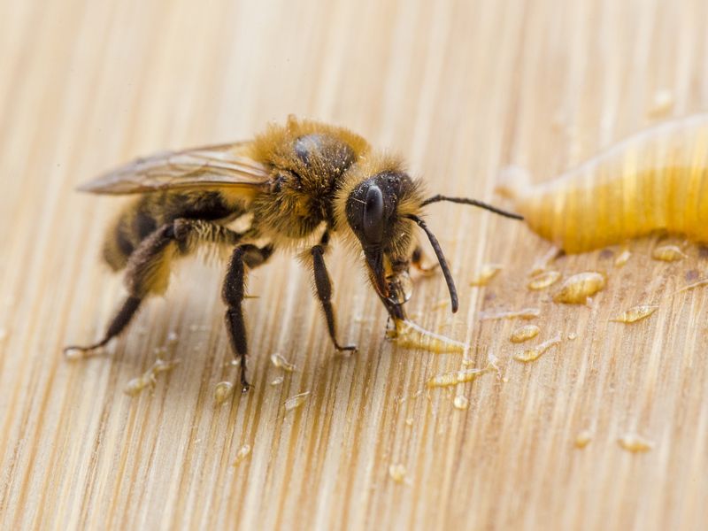 Bee on honey with sticky legs | Smithsonian Photo Contest | Smithsonian ...