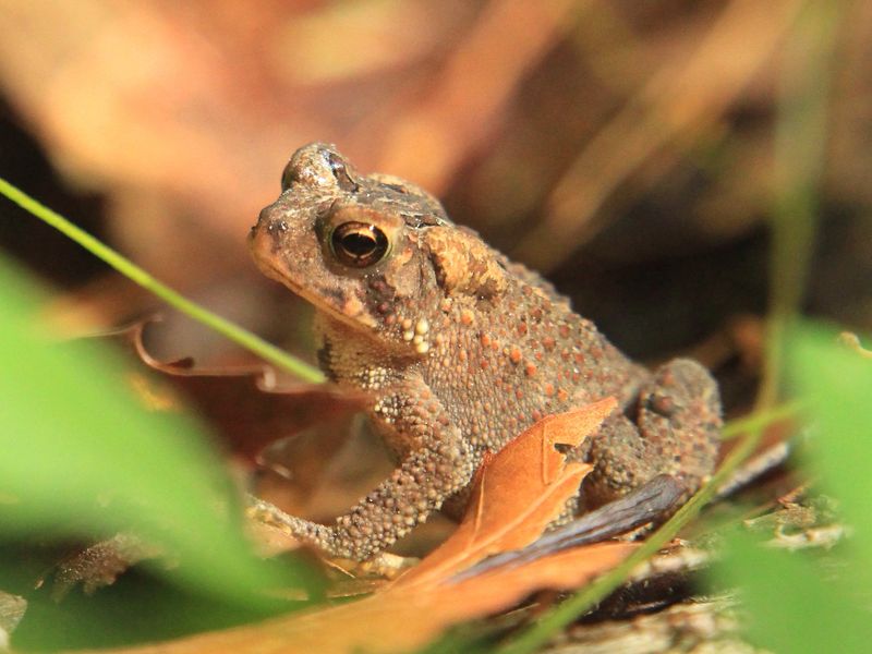 Toad | Smithsonian Photo Contest | Smithsonian Magazine