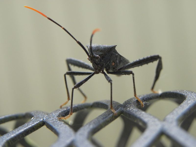 Black Leaf-footed Bug | Smithsonian Photo Contest | Smithsonian Magazine
