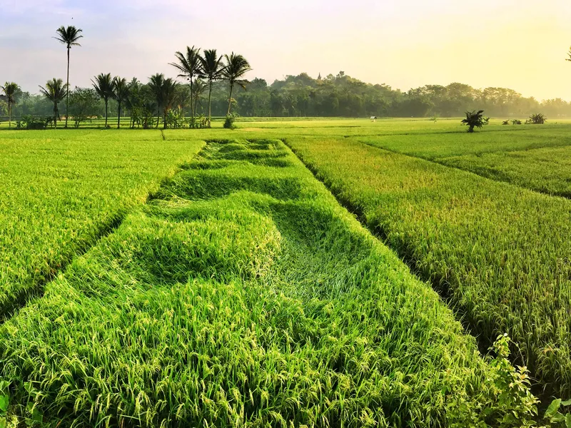 The Golden Paddy Field | Smithsonian Photo Contest | Smithsonian Magazine