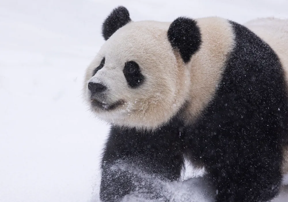 animals in the snow images