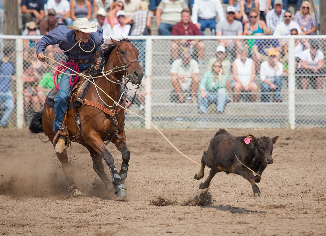 Roping a calf at Helmville Rodeo | Smithsonian Photo Contest ...