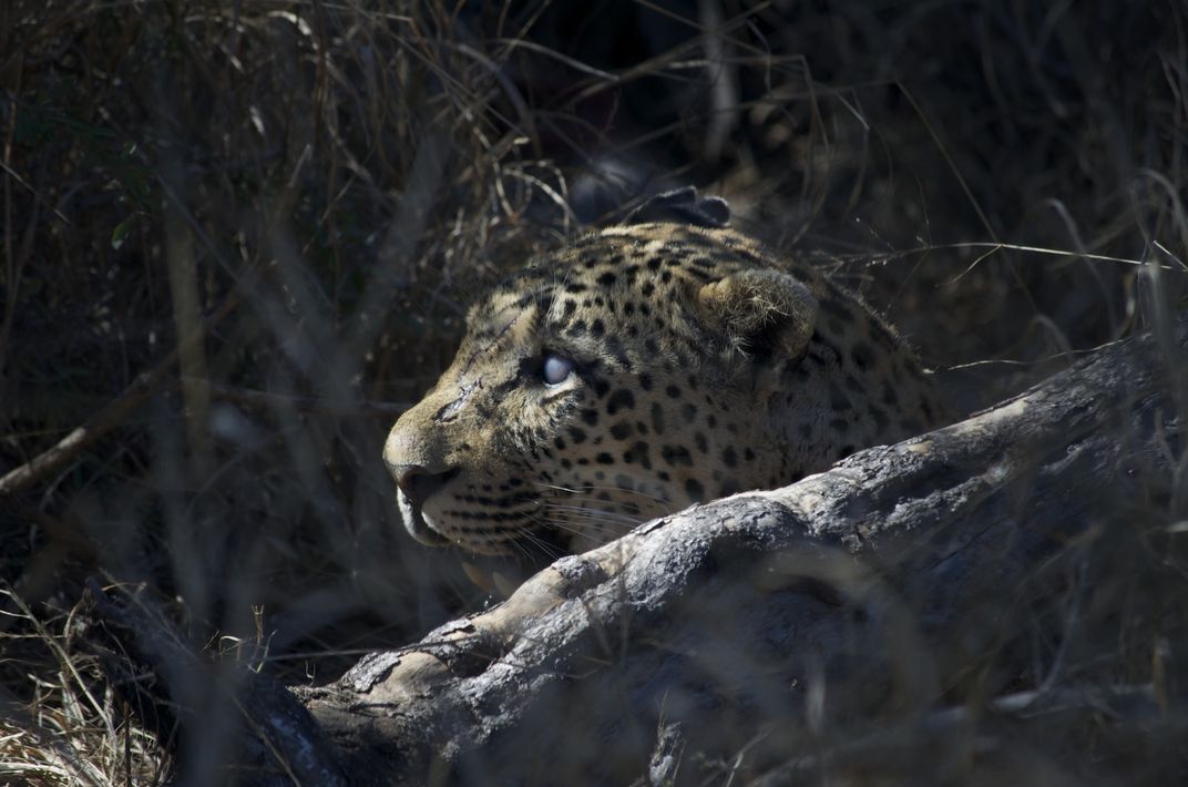 A male leopard, blind in his left eye, wakes up from a nap ...
