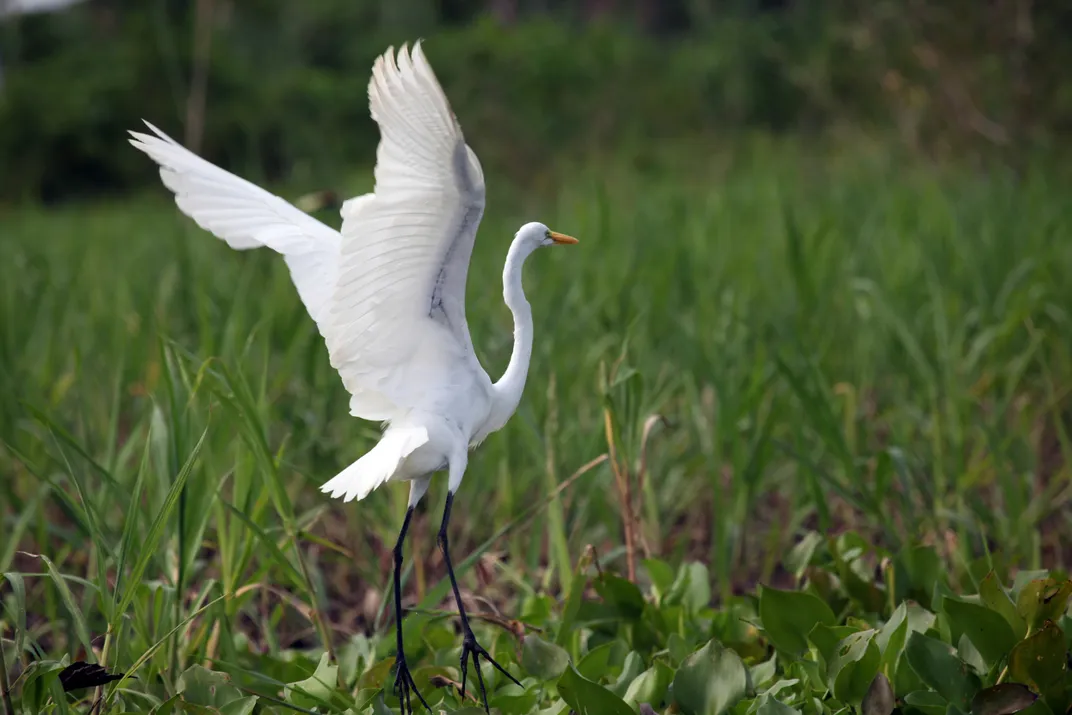 Egret taking flight | Smithsonian Photo Contest | Smithsonian Magazine