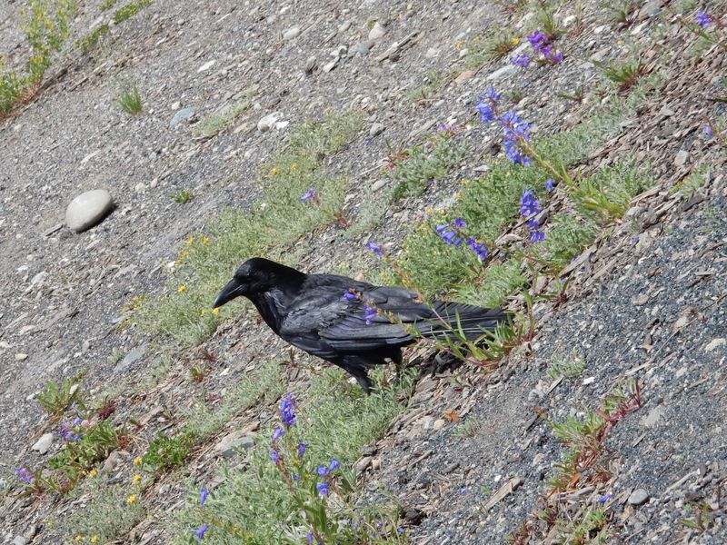 Raven among the flowers | Smithsonian Photo Contest | Smithsonian Magazine