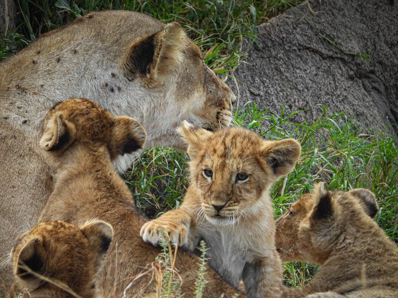 Simba Family | Smithsonian Photo Contest | Smithsonian Magazine