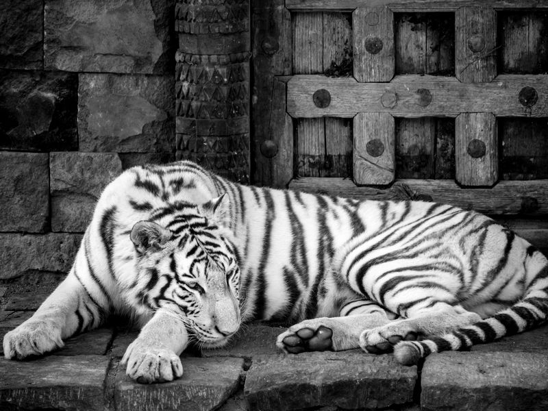 White tiger guarding a temple door | Smithsonian Photo Contest ...