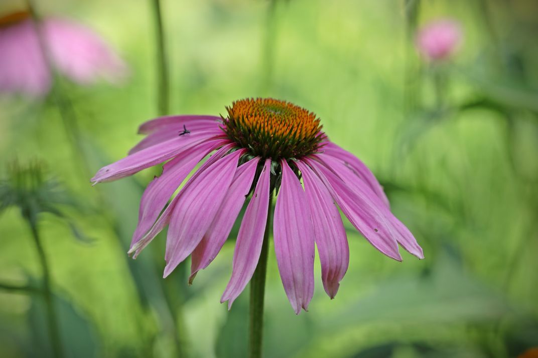 Cone Flower | Smithsonian Photo Contest | Smithsonian Magazine