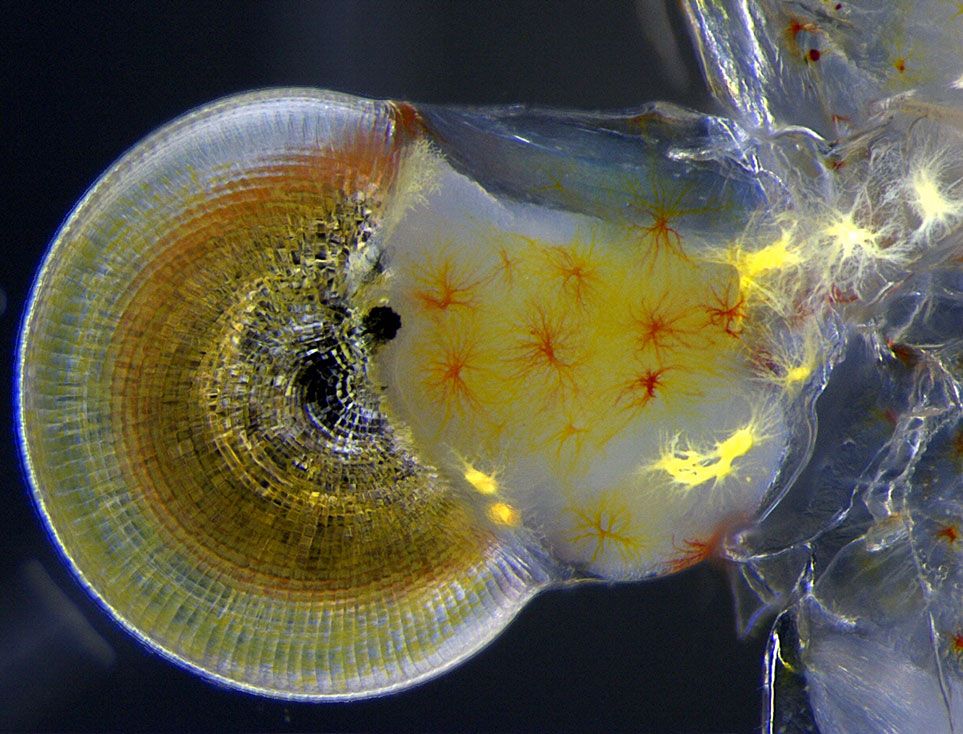 photography through a microscope