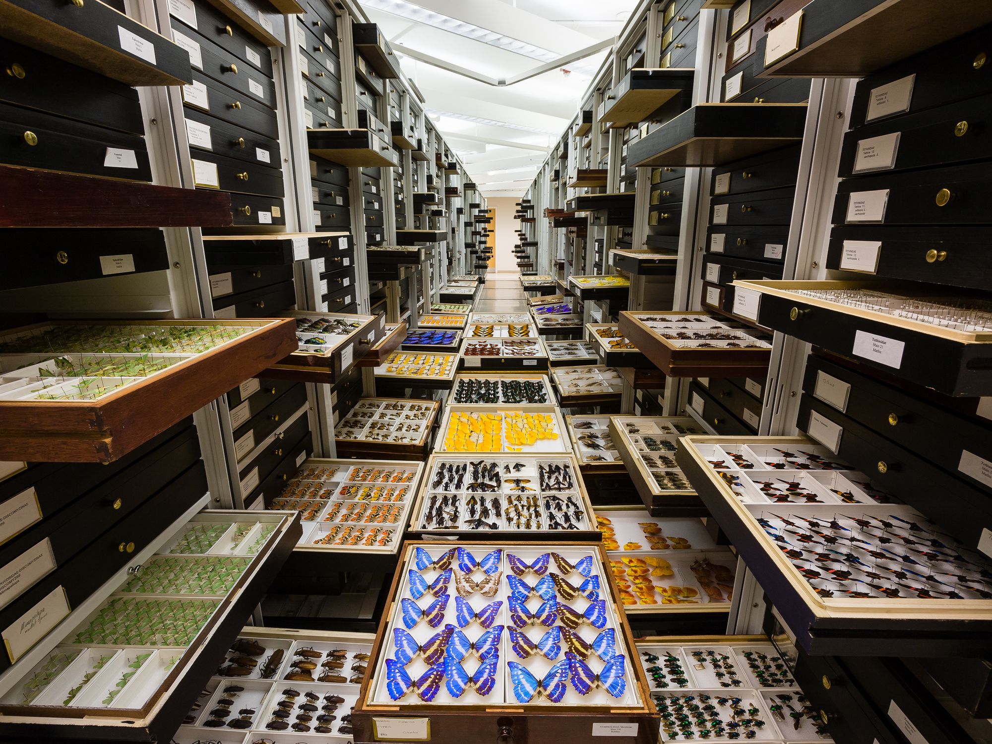 How Museum Collections Advance Knowledge of Human Health | Smithsonian ...