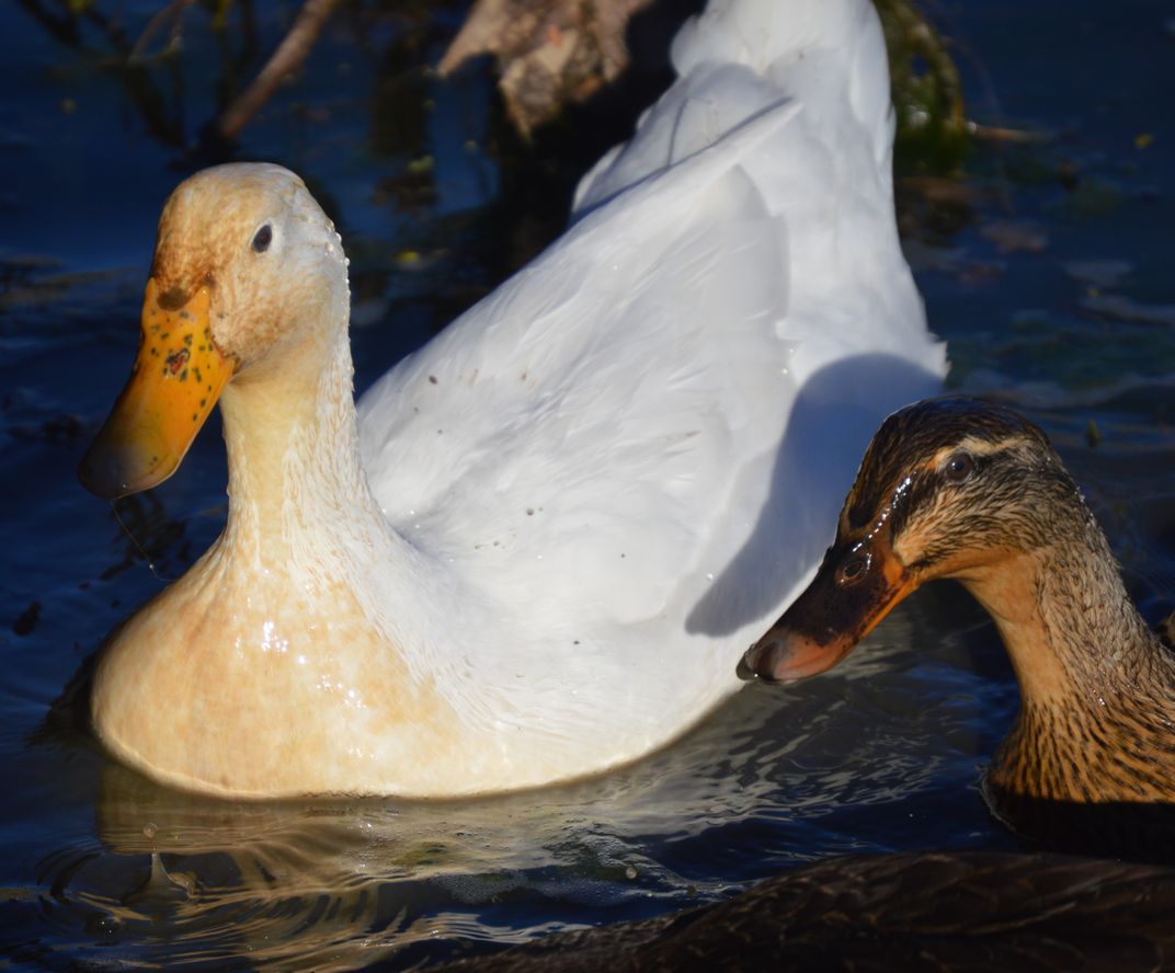 Two Ducks Enjoying Evening in a Pond | Smithsonian Photo Contest ...