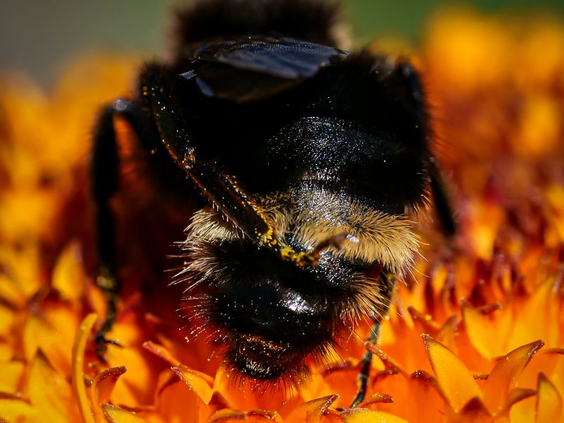 Bee Scratching it's Bottom | Smithsonian Photo Contest | Smithsonian ...
