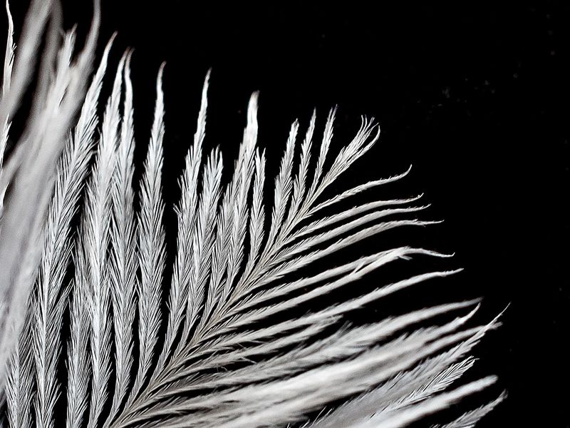 Feathered Edge | Smithsonian Photo Contest | Smithsonian Magazine