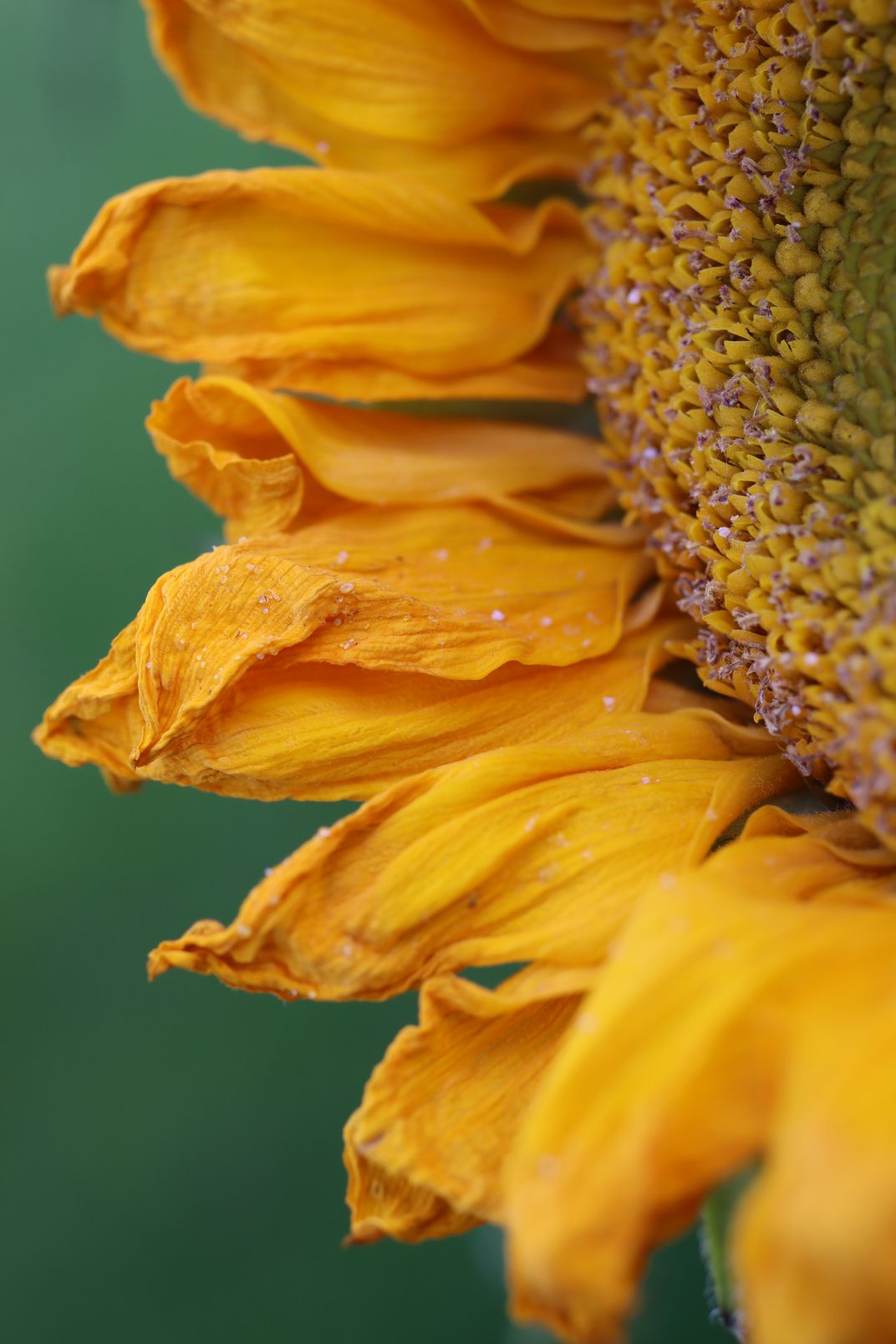 Macro Sunflower Past Its Prime | Smithsonian Photo Contest ...