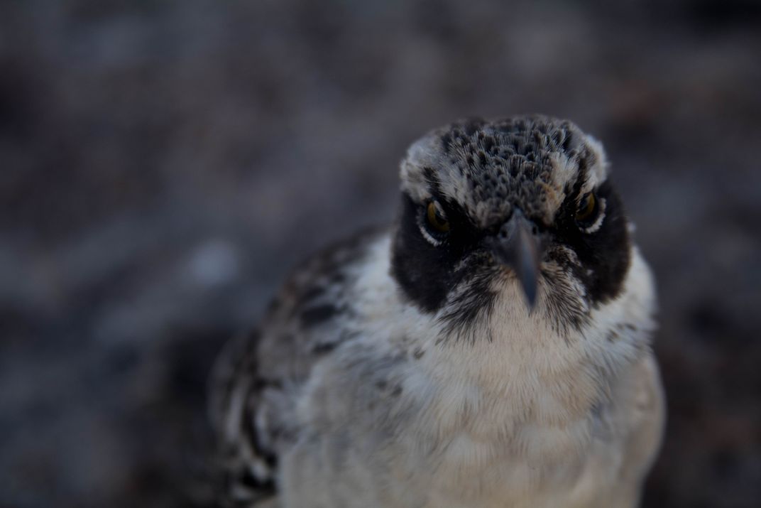 Bird Eyes | Smithsonian Photo Contest | Smithsonian Magazine