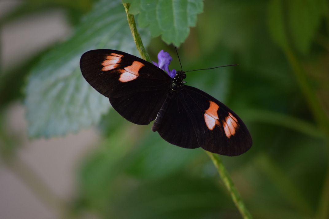Black Butterfly | Smithsonian Photo Contest | Smithsonian Magazine
