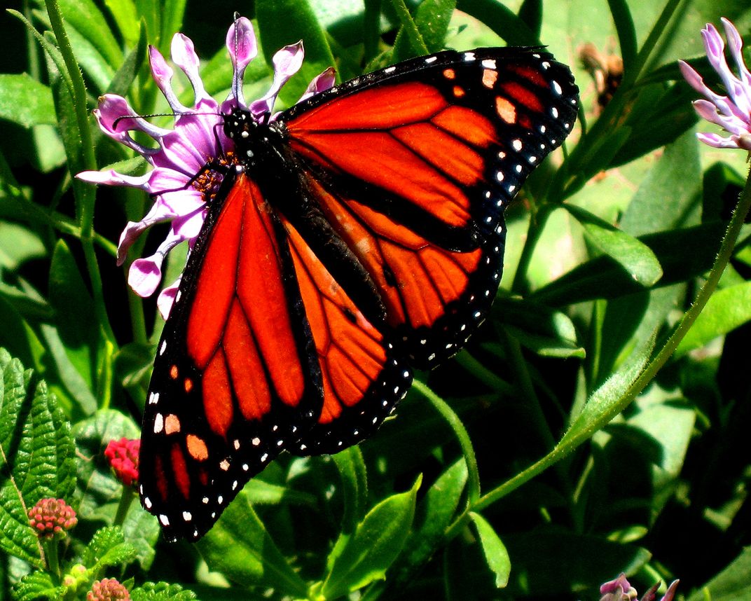 Spring has Arrived | Smithsonian Photo Contest | Smithsonian Magazine